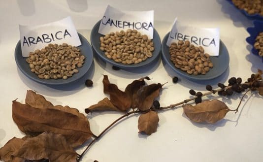 Ultimate Beginner's Guides About Specialty Coffee You Must Know